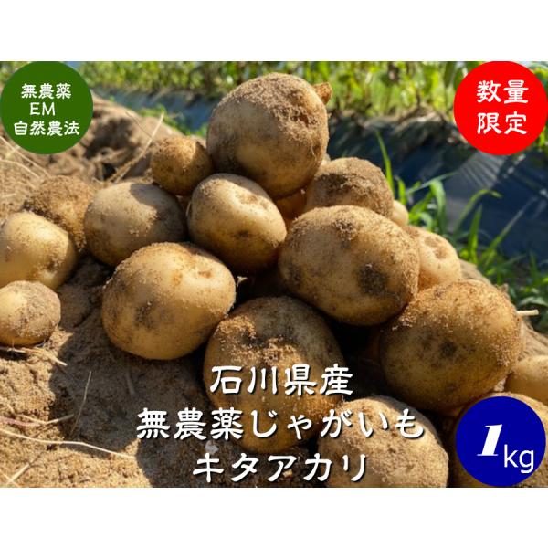 ＥＭぼかし肥料と無農薬栽培のジャガイモ「キタアカリ」はその生産から最終包装に至るまで、農薬、化学肥料を一切使用せずに栽培しています。収穫しだての新ジャガイモです。