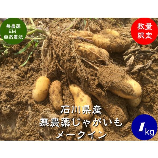 ＥＭぼかし肥料と無農薬栽培のジャガイモ「メークイン」はその生産から最終包装に至るまで、農薬、化学肥料を一切使用せずに栽培しています。収穫しだての新ジャガイモです。