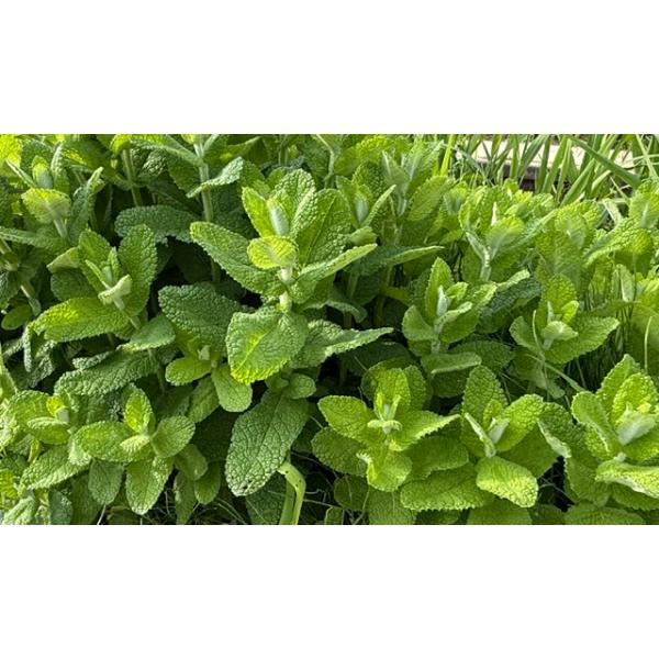 石川県能美市のほんだ農場で育てた、茎付きの生アップルミントです。爽やかなミントの香りに、ほんのり甘さを感じるやさしい風味が特徴です。ハーブティー、炭酸水、モヒート風ドリンク、デザート、料理の香りづけなどにおすすめです。収穫後、鮮度を保つため...