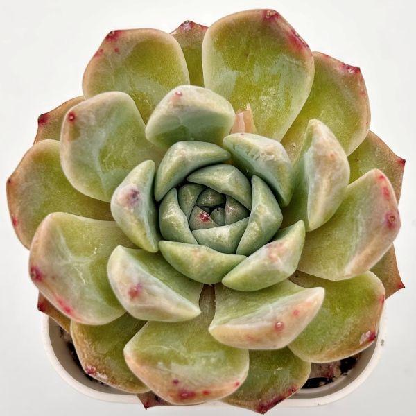 育てやすく比較的育てやすそうな多肉植物を選んでいます。スリット鉢に入った発根苗をお送りします。サイズ：2.5寸鉢※写真は見本です。実際のお届けの苗と大きさ、姿が異なることがございます。※子が付いている写真の場合は子が付いていないものが届くこ...