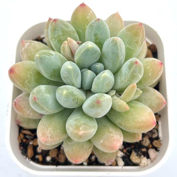 育てやすく比較的育てやすそうな多肉植物を選んでいます。スリット鉢に入った発根苗をお送りします。サイズ：2.5寸鉢※写真は見本です。実際のお届けの苗と大きさ、姿が異なることがございます。※子が付いている写真の場合は子が付いていないものが届くこ...