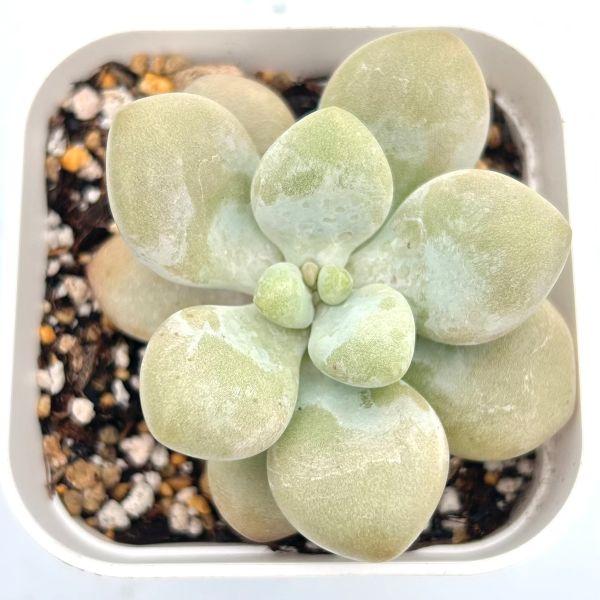 育てやすく比較的育てやすそうな多肉植物を選んでいます。スリット鉢に入った発根苗をお送りします。サイズ：2.5寸鉢※写真は見本です。実際のお届けの苗と大きさ、姿が異なることがございます。※子が付いている写真の場合は子が付いていないものが届くこ...