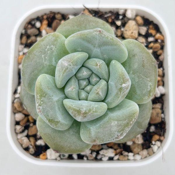 育てやすく比較的育てやすそうな多肉植物を選んでいます。スリット鉢に入った発根苗をお送りします。サイズ：2.5寸鉢※写真は見本です。実際のお届けの苗と大きさ、姿が異なることがございます。※子が付いている写真の場合は子が付いていないものが届くこ...