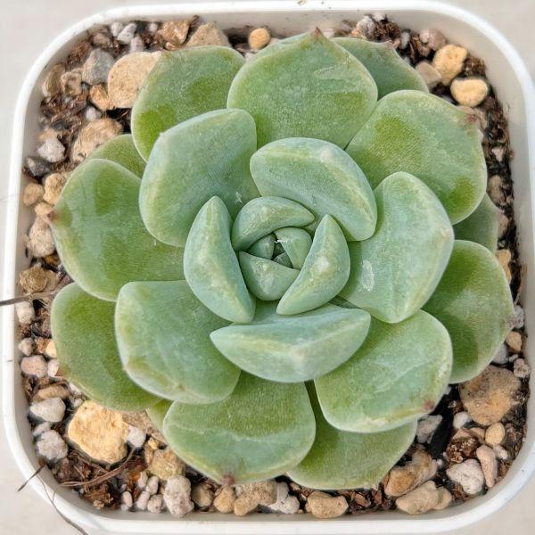 育てやすく比較的育てやすそうな多肉植物を選んでいます。スリット鉢に入った発根苗をお送りします。サイズ：2.5寸鉢※写真は見本です。実際のお届けの苗と大きさ、姿が異なることがございます。※子が付いている写真の場合は子が付いていないものが届くこ...