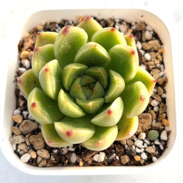 育てやすく比較的育てやすそうな多肉植物を選んでいます。スリット鉢に入った発根苗をお送りします。サイズ：2.5寸鉢※写真は見本です。実際のお届けの苗と大きさ、姿が異なることがございます。※子が付いている写真の場合は子が付いていないものが届くこ...
