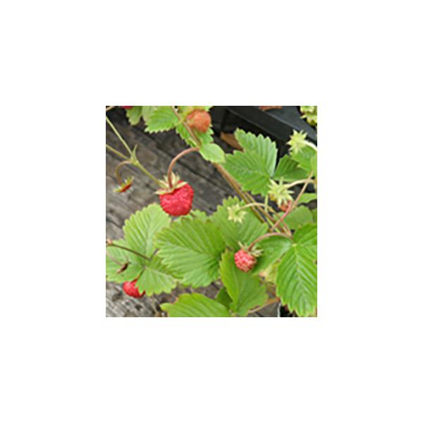 可愛い小さな苺の実がなります♪育て方はいたって簡単で、水はけの良いところに植え肥料を好みます。日当たりは良くないと育ちませんのでご注意下さい。増やし方は株分けで増えます。サイズ：3寸鉢※写真は見本です。実際のお届けの苗と大きさや姿が異なるこ...