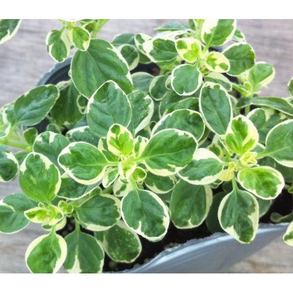 主に観賞を楽しむオレガノでとても葉がきれいです。比較的育てやすく、丈夫です。サイズ：3寸鉢※写真は見本です。実際のお届けの苗と大きさや姿が異なることがございます。