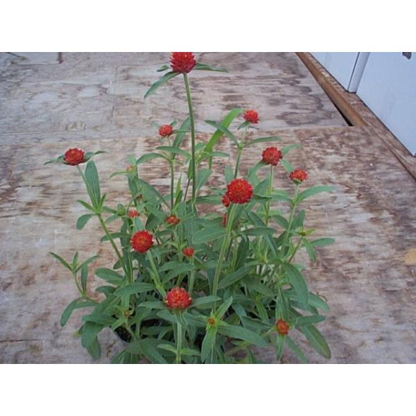 イチゴのような可愛い花を咲かせることから別名いちご草とも呼ばれています。花は11月まで咲き、花を摘めば次の花が咲きます。サイズ：3寸鉢（写真2枚目参照）※写真は見本です。実際のお届けの苗と大きさや姿が異なることがございます。※花はついており...