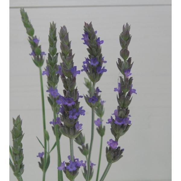 宿根草で寒さに強いラベンダーです。非常に育てやすい品種で、私が育てているラベンダーの中で一番強いです。香りもよく、強いほうの品種になると思います。サイズ：3寸鉢※写真は見本です。実際のお届けの苗と大きさや姿が異なることがございます。