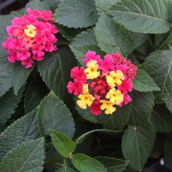 夏強く、たくさん花を咲かせるランタナです。サイズ：3寸鉢※写真は見本です。実際のお届けの苗と大きさや姿が異なることがございます。※花はついておりません。