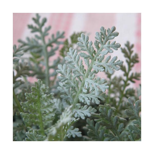 銀色の葉がとても美しいです。寄せ植えや花壇の素材にぴったりです！宿根草で、初夏に刈り込んでおくと夏越しし毎年楽しむことが出来ます。サイズ：3寸鉢※写真は見本です。実際のお届けの苗と大きさや姿が異なることがございます。