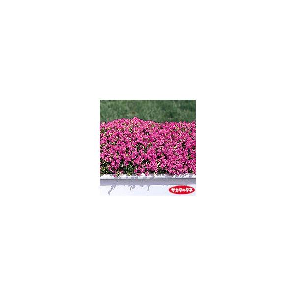 別名フクロナデシコとも呼ばれたくさんの花を咲かせます。一年草です。高さ25cmくらいになり、横幅も大きくなる場合は30cmぐらいになります。寒さには比較的強く、3月下旬頃から6月頃まで咲きます。初夏までを彩る素敵な花です♪是非お試し下さい。...