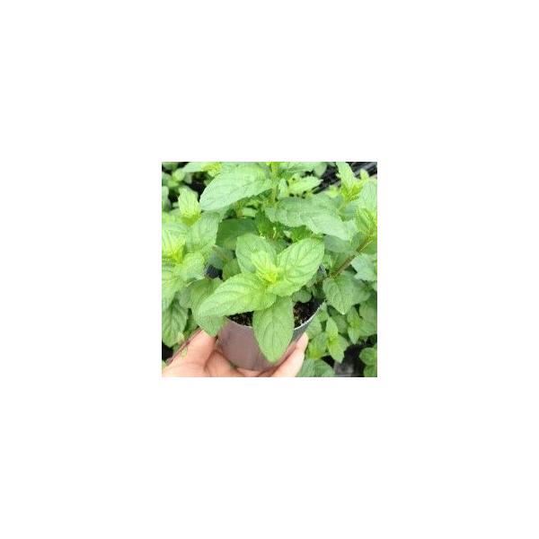 香りを楽しんだり、お茶にしたりと幅広く使えます♪とても香りの強いハーブです。サイズ：3寸鉢※写真は見本です。実際のお届けの苗と大きさや姿が異なることがございます。