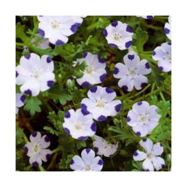 とても可愛く寒さに強いです！ 今から植えると春には大きくなります！ 可愛いネモフィラの苗での販売です。沢山のお花が咲きますよ♪サイズ：3寸鉢※写真は見本です。実際のお届けの苗と大きさや姿が異なることがございます。※花はついておりません。