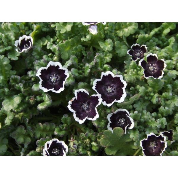 とても可愛くて寒さに強いです！今から植えると春には大きくなります！可愛いネモフィラの苗での販売です。たくさんの花を咲かせます。サイズ：3寸鉢※写真は見本です。実際のお届けの苗と大きさや姿が異なることがございます。※花はついておりません。