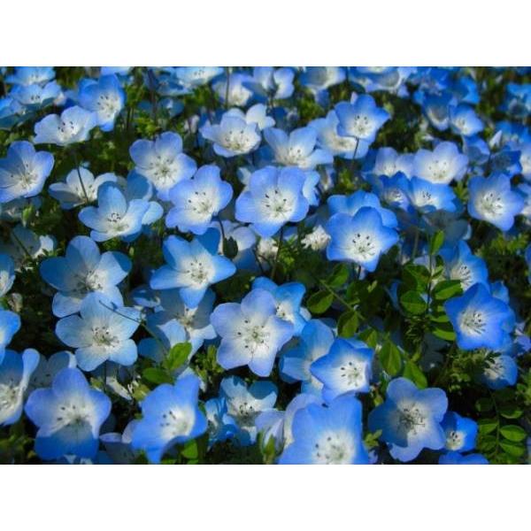 とても可愛くて寒さに強いです！今から植えると春には大きくなります！可愛いネモフィラの苗での販売です。たくさんの花を咲かせます。サイズ：3寸鉢※写真は見本です。実際のお届けの苗と大きさや姿が異なることがございます。※花はついておりません。