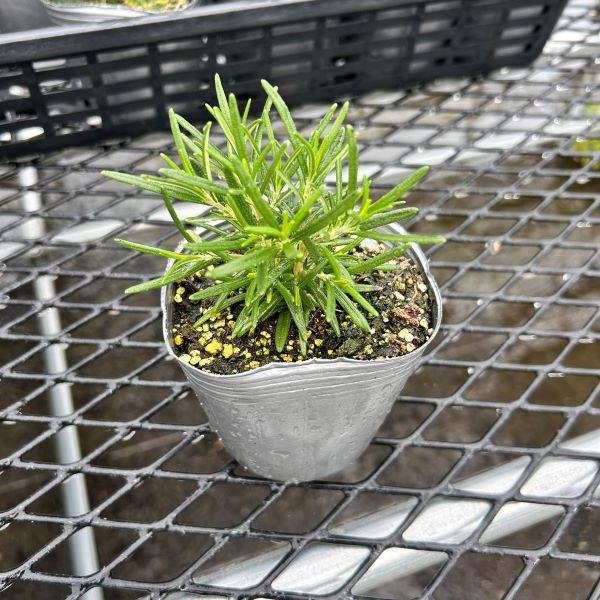 ローズマリーは寒さにも暑さにも強く、初心者でも十分に栽培できます。肉料理や魚料理まで、多くの料理で大活躍します。サイズ：3寸鉢※写真は見本です。実際のお届けの苗と大きさや姿が異なることがございます。
