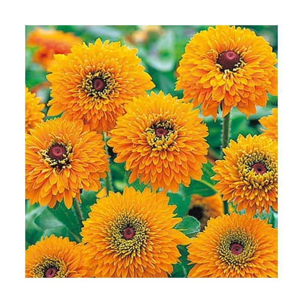 夏にどんどん咲くルドベキアです。世界で初めての矮性八重咲き種になります。生育力旺盛で夏も元気に咲いてくれます♪宿根草で基本的には翌年も株が残り咲きます。サイズ：3寸鉢（写真2枚目参照）※写真は見本です。実際のお届けの苗と大きさや姿が異なるこ...