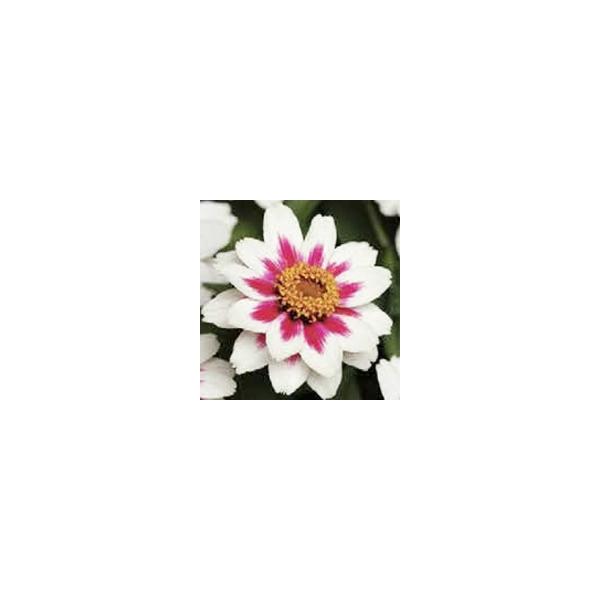 ジニア（ヒャクニチソウ）のザハラシリーズです♪花は11月まで咲き、花を摘めば次の花が咲きます。サイズ：3寸鉢（写真3枚目参照）※写真は見本です。実際のお届けの苗と大きさや姿が異なることがございます。※花はついておりません。※夏場の高温条件下...