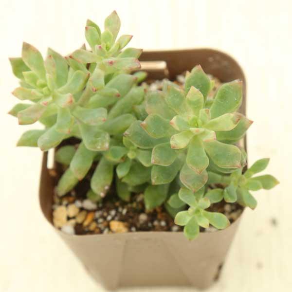 多肉植物 セダム リトルビューティー 7.5cmポット苗 : ハニー 多肉植物 セダム リトルビューティー 7.5cmポット苗 : ハニー