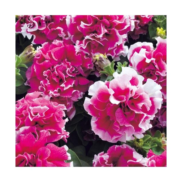 大きな花がどんどん咲きます。比較的強く雪が降るまで長く咲きます。夏なども枯れたかな？と思っても刈り込めばまた芽が出てきて新たにきれいな株が出来上がります。草姿、花色、花形も多様なバリエーションが魅力で、暑さ、乾燥にも強く、夏の花壇を彩るのに...