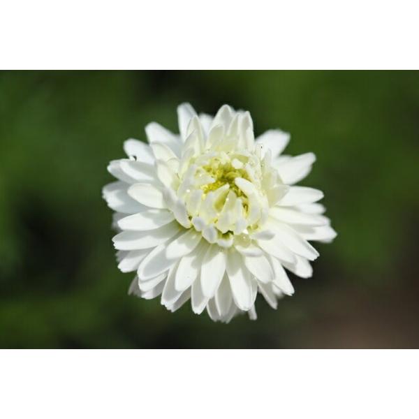 珍しい八重咲きタイプのローマンカモミール。料理、ティーなど多様にご利用いただける代表的なハーブです。非常に育てやすく、多年草由来で冬越しをし、大きな株になります。耐寒性は強く雪の下でもＯＫです。サイズ：3寸鉢※写真は見本です。実際のお届けの...