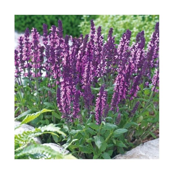 濃いローズ色がきれいなお花です。株張りもよく見事に咲き続けてくれます♪サイズ：3寸鉢（写真2枚目参照）※写真は見本です。実際のお届けの苗と大きさや姿が異なることがございます。※花はついておりません。