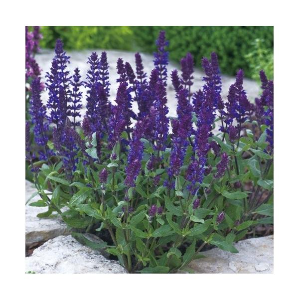 濃いブルーがきれいなお花です。株張りもよく見事に咲き続けてくれます♪サイズ：3寸鉢（写真2枚目参照）※写真は見本です。実際のお届けの苗と大きさや姿が異なることがございます。※花はついておりません。