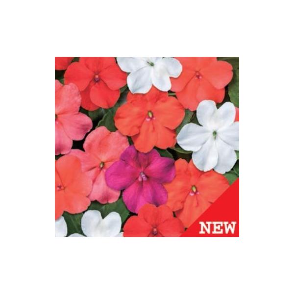 定番の夏の花！インパチェンスです。半日陰でも育つことから多くの環境で育てることができます。ハンギングや寄せ植えなどお楽しみください。※色のご指定はできません。複数ご注文の場合には色を取り混ぜての出荷となります。サイズ：3寸鉢※写真は見本です...