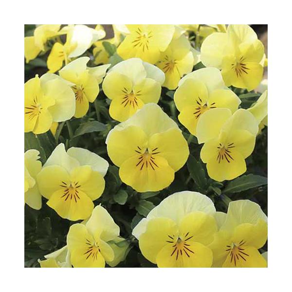 秋から春にかけてきれいな花を咲かせてくれるビオラです。抜群の花上がりで、連続開花します。株姿がバランスよくコンパクトにまとまり、花つきもいいので鉢植えや寄せ植えに最適です。※この品種は特性上、花色の濃淡、模様のパターンに幅があり、栽培方法・...