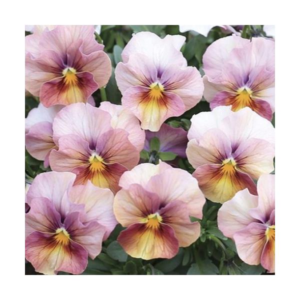 秋から春にかけてきれいな花を咲かせてくれるビオラです。淡いパステル調の花色でやわらかい花色はどんな花材にもマッチし寄せ植えの素材に最適です。※この品種は特性上、花色の濃淡、模様のパターンに幅があり、栽培方法・条件、肥料の過不足、開花時期等に...