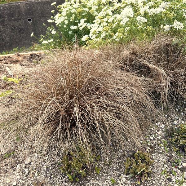 寄せ植えなどの添え物的な素材として人気のカラーグラスです。花壇に植えても大きくなりますし夏から秋の寄せ植えにもぴったりです。サイズ：3寸鉢※写真は見本です。実際のお届けの苗と大きさや姿が異なることがございます。※苗の大きさは季節により異なります。