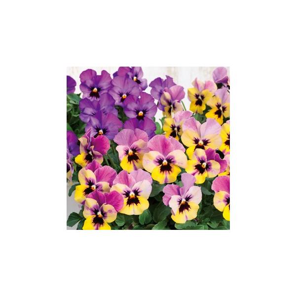 秋から春にかけてきれいな花を咲かせてくれるビオラです。抜群の花上がりで、連続開花します。株姿がバランスよくコンパクトにまとまり、花つきもいいので鉢植えや寄せ植えに最適です。※この品種は特性上、花色の濃淡、模様のパターンに幅があり、栽培方法・...