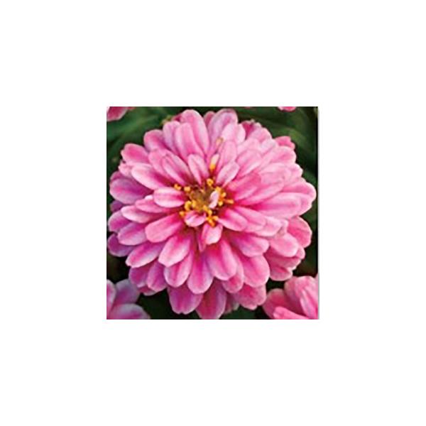 ジニア（ヒャクニチソウ）の八重咲きタイプです。花は10月まで咲き、花を摘めば次の花が咲きます。花弁数が多く花が大きいので、見栄えの良い品種です。サイズ：3寸鉢（写真2枚目参照）※写真は見本です。実際のお届けの苗と大きさや姿が異なることがござ...