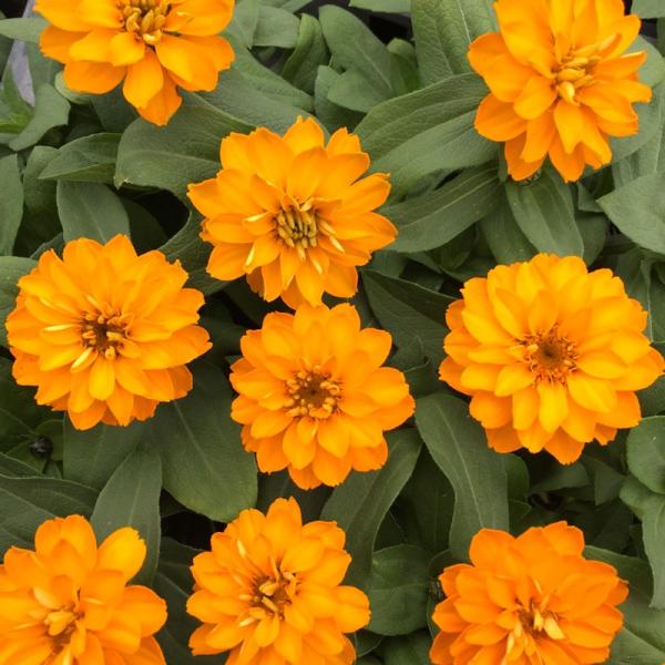 ジニア（ヒャクニチソウ）の八重咲きタイプです。花は10月まで咲き、花を摘めば次の花が咲きます。花弁数が多く花が大きいので、見栄えの良い品種です。サイズ：3寸鉢（写真2枚目参照）※写真は見本です。実際のお届けの苗と大きさや姿が異なることがござ...