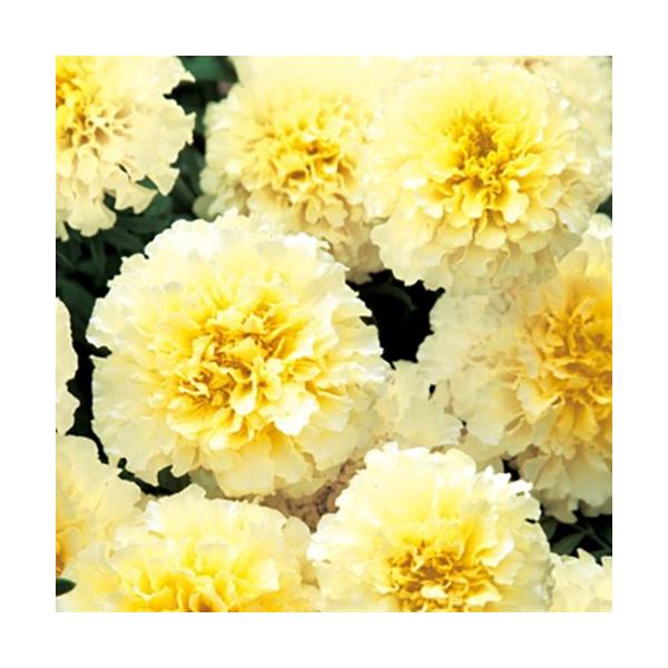 クリーミーホワイトの花色を持った八重咲きのユニークなマリーゴールドです。寄せ植えや花壇のアクセントに最適です。アフリカン系は高性大輪で耐暑性があり、夏〜晩秋まで楽しめます。サイズ：3寸鉢※写真は見本です。実際のお届けの苗と大きさや姿が異なる...