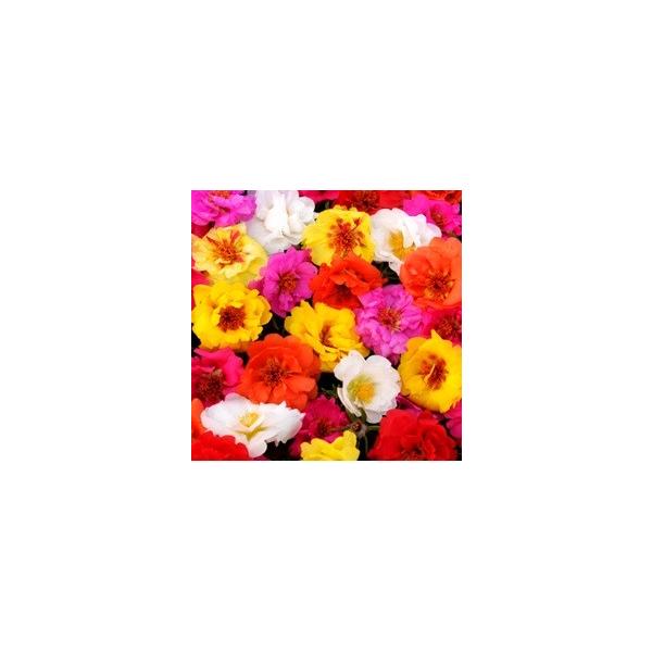 松葉ボタンのミックス植えです。3本以上植えてあります。1株から色々な色の花が咲きます。（重複している場合もあります）サイズ：3寸鉢（写真2枚目参照）※写真は見本です。実際のお届けの苗と大きさや姿が異なることがございます。※花はついておりません。