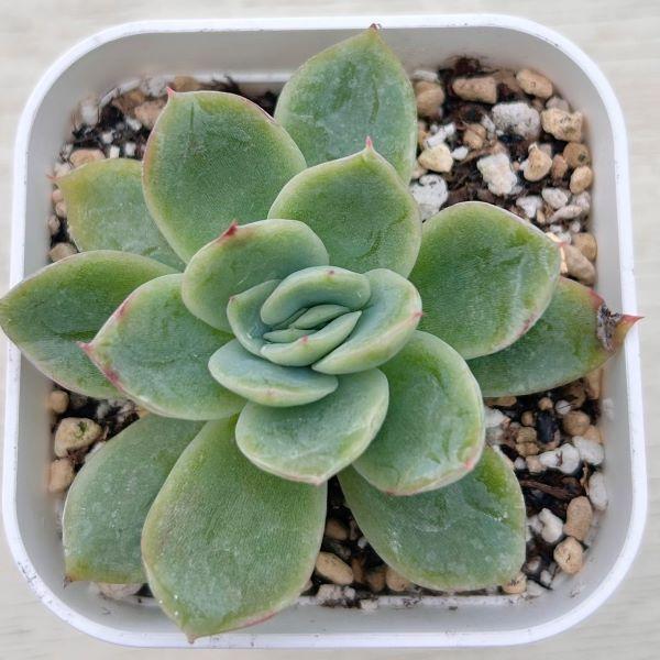 時期によって葉先がピンク色に染まったり、全体がグリーンになったりと色々な姿が楽しめるかわいい多肉植物です。サイズ：2.5寸鉢※写真は見本です。実際のお届けの苗と大きさ、姿が異なることがございます。※子が付いている写真の場合は子が付いていない...