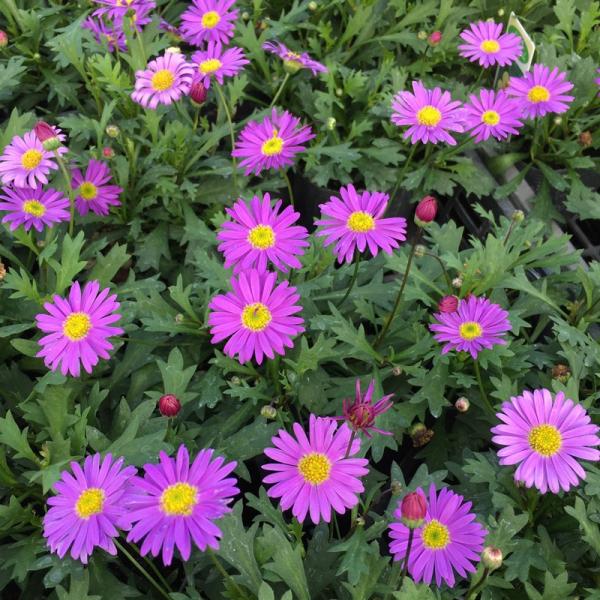 大人気のブラキカムです。寒い時期でもたくさん花を咲かせ、横に這うように広がります。サイズ：3寸鉢※写真は見本です。実際のお届けの苗と大きさや姿が異なることがございます。※花はついておりません。※登録品種につき、販売目的での増殖は禁じられてお...