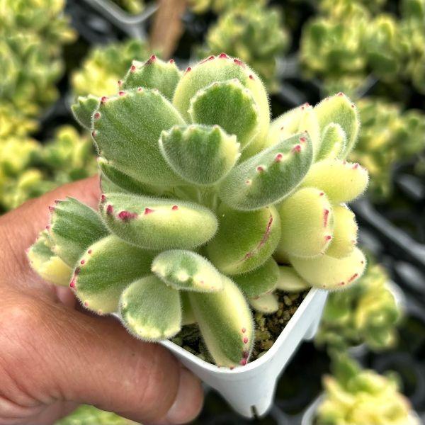 肉厚でとても大人気の可愛い多肉植物です。多肉植物の寄せ植えにも最適です！サイズ：2.5寸鉢※写真は見本です。実際のお届けの苗と大きさや姿が異なることがございます。※子が付いている写真の場合は子が付いていないものが届くことがあります。※株数（...