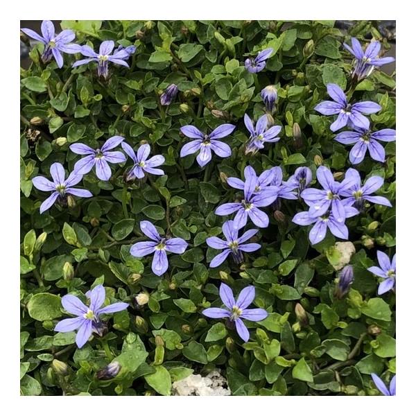 宿根草で、一面にブルーの花が咲きます。夏なども枯れたかな？と思っても刈り込んでおけばまた芽が出てきて新たにきれいな株が出来上がります。サイズ：3寸鉢（写真2枚目参照）※写真は見本です。実際のお届けの苗と大きさや姿が異なることがございます。※...