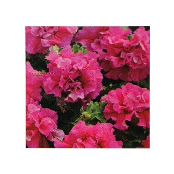 大きな花がどんどん咲きます。比較的強く雪が降るまで長く咲きます。夏なども枯れたかな？と思っても刈り込めばまた芽が出てきて新たにきれいな株が出来上がります。※花に白色のチップが入る場合があります。サイズ：3寸鉢（写真2枚目参照）※写真は見本で...