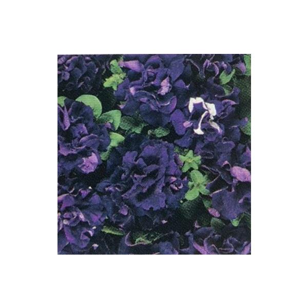 大きな花がどんどん咲きます。比較的強く雪が降るまで長く咲きます。夏なども枯れたかな？と思っても刈り込めばまた芽が出てきて新たにきれいな株が出来上がります。※花に白色のチップが入る場合があります。サイズ：3寸鉢（写真2枚目参照）※写真は見本で...