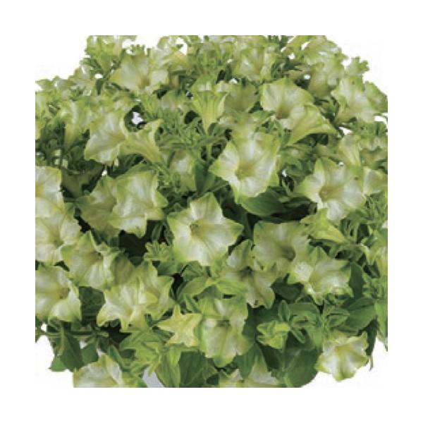 一般的なペチュニアに比べて分枝が多く、花も強く雨に強いです。花も多く、夏にも強く、普通のペチュニアとは桁外れのペチュニアです！冬に非常に強く、冬越しをします。サイズ：3寸鉢※写真は見本です。実際のお届けの苗と大きさや姿が異なることがございま...