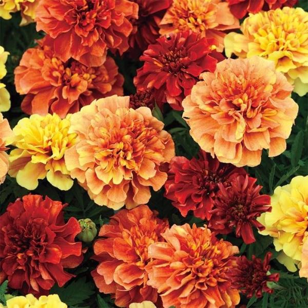 咲き始めから終わりまで刻々と花色が変化し、1株で複数の花色を楽しむことができます。寄せ植えや花壇のアクセントに最適です。サイズ：3寸鉢（写真2枚目参照）※写真は見本です。実際のお届けの苗と大きさや姿が異なることがございます。※花はついており...