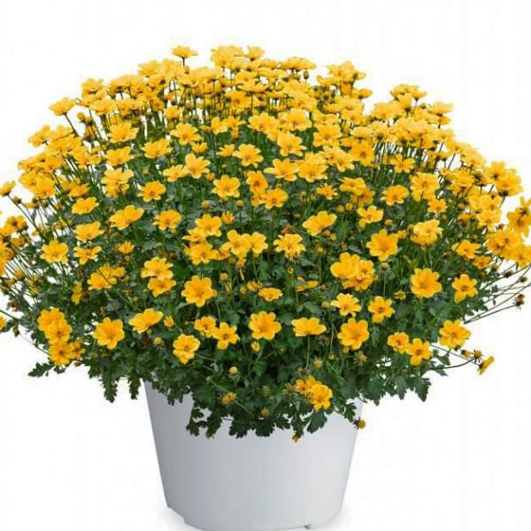 大輪で直立種のビデンスです。コンパクトでボリュームがあるため、豪華に見えます。色の美しさが目を惹き、花付きもよく次々に花を咲かせます。病気や虫にも強いのでお勧めです。サイズ：3寸鉢（写真4枚目参照）※写真は見本です。実際のお届けの苗と大きさ...