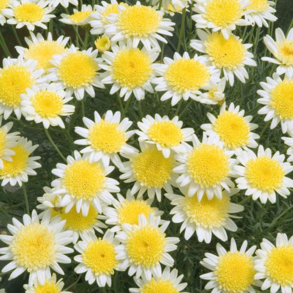 春から初夏、秋から初冬にかけて開花します。ハイブリッド品種で、強健で、生育も旺盛です。サイズ：3寸鉢（写真3枚目参照）※写真は見本です。実際のお届けの苗と大きさや姿が異なることがございます。※花はついておりません。※登録品種につき、販売目的...