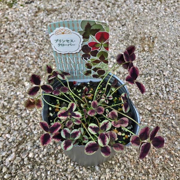 シックな葉色が美しいクローバーです。まとまりが良く分枝性に優れた品種で、寄植え材料やグランドカバーに適しています。堅強で育成も良く、庭の彩りとして長期間鑑賞できます。サイズ：3寸鉢※写真は見本です。実際のお届けの苗と大きさや姿が異なることが...