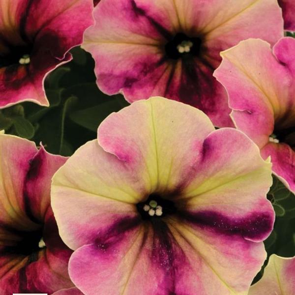 一般的なペチュニアに比べて分枝が多く、花も強く雨に強いです。花も多く、夏にも強く、普通のペチュニアとは桁外れのペチュニアです！冬に非常に強く、冬越しをします。※寒さで単色が咲くことがあります。サイズ：3寸鉢（写真3枚目参照）※写真は見本です...