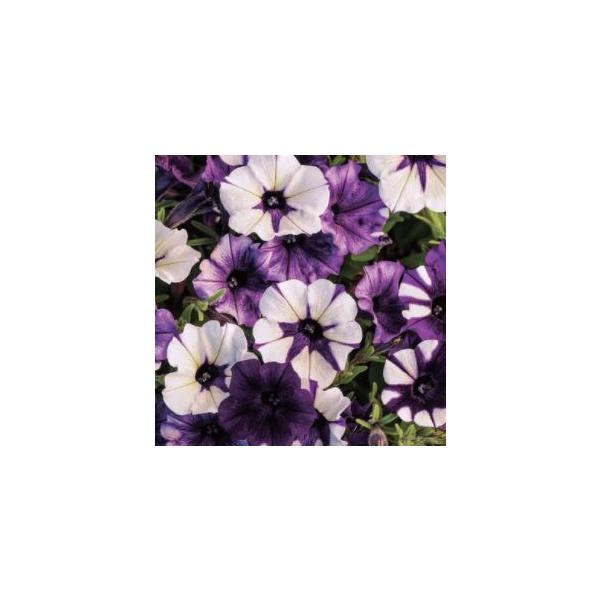 市松模様のミニペチュニアです。一般的なペチュニアに比べて分枝が多く、花も強く雨に強いです。花も多く、夏にも強く、普通のペチュニアとは桁外れのペチュニアです！市販では400円程度の高価なペチュニアです！冬に非常に強く、冬越しをします。サイズ：...